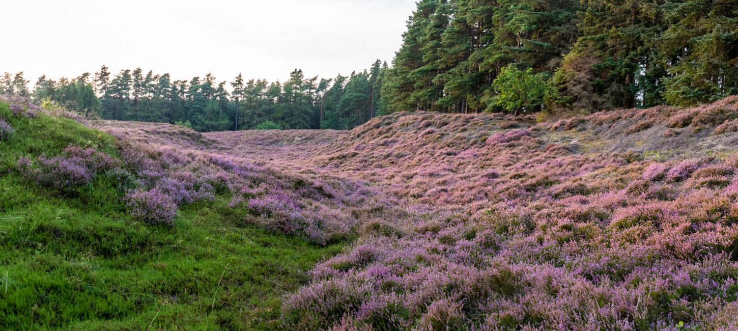 The hidden heath at Kværs | VisitSønderjylland